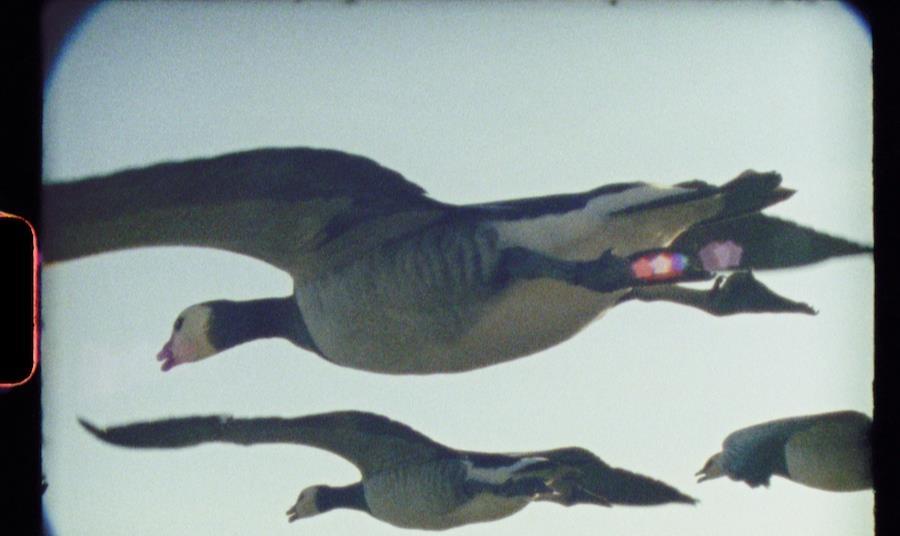 Super 8 documentary ‘Super Nature’ acquired for UK-Ireland release before LFF premiere | News ...