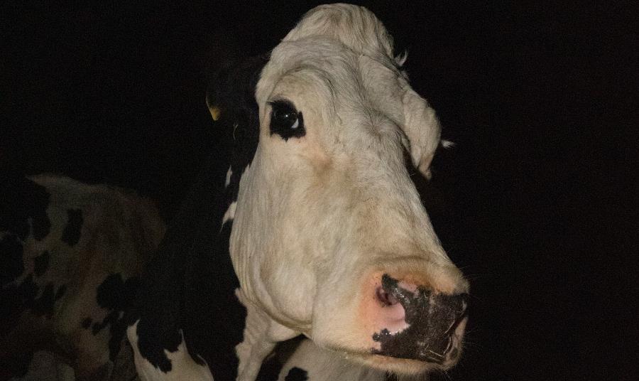 Andrea Arnold on her first documentary ‘Cow’: “It makes me want to take ...