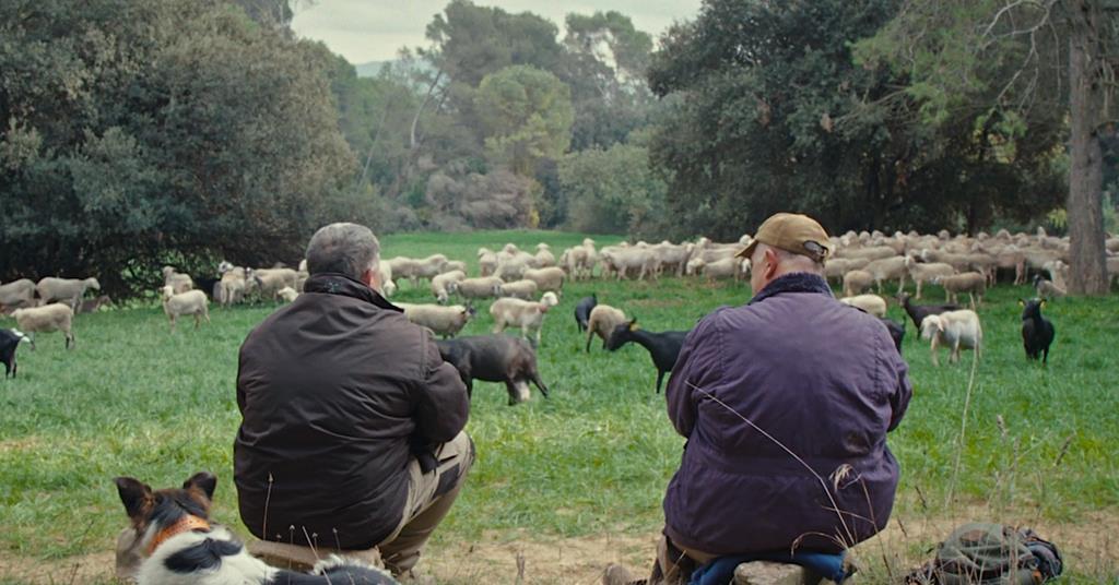 ‘Fauna’: Visions du Reel Review | Reviews | Screen