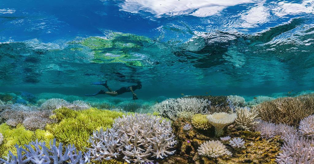 Doc/Fest Q&A: Jeff Orlowski on Netflix doc 'Chasing Coral' | Features ...