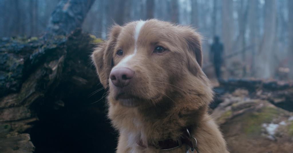 Vertigo Releasing launches UK-Ireland premium home entertainment label ...