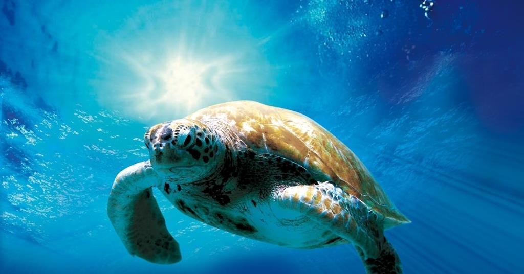 Atrix sells out on Turtle doc, adding sales to Japan and China | News ...