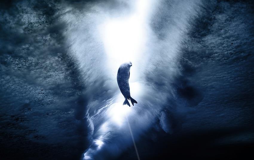 LevelK dives into fishing documentary The Last Ocean | News | Screen