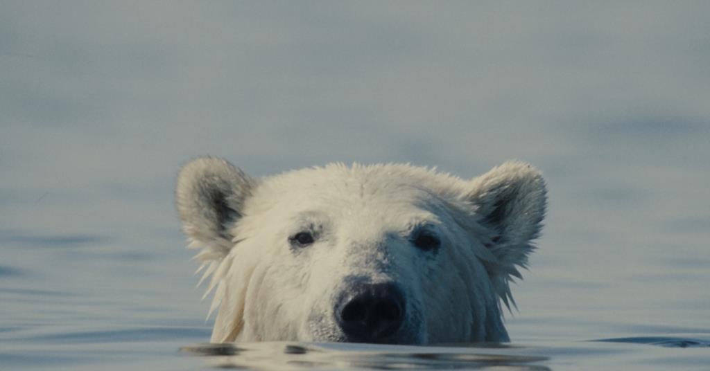 ‘Nuisance Bear’ review: Sundance US Documentary winner is thoughtful ...