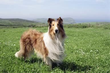 Lassie heads to Canada in new feature-length film | News | Screen