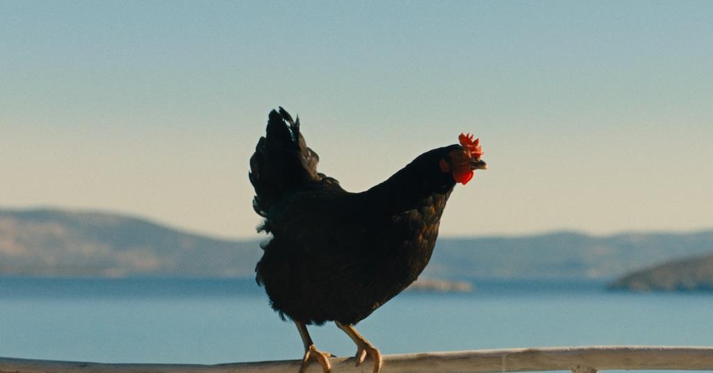 ‘Hen’ review: Greek life seen from the perspective of a plucky chicken ...