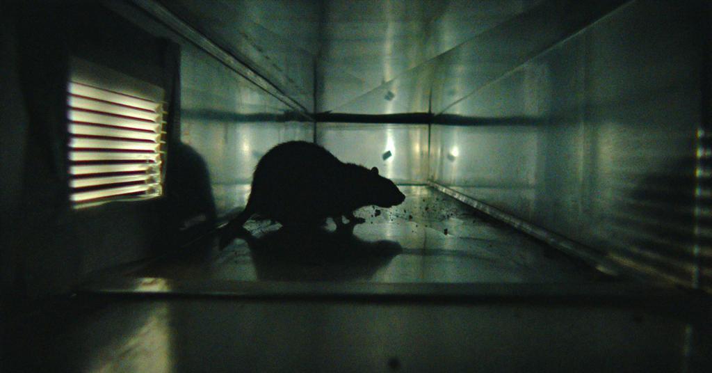 'Rats': Toronto Review | Reviews | Screen