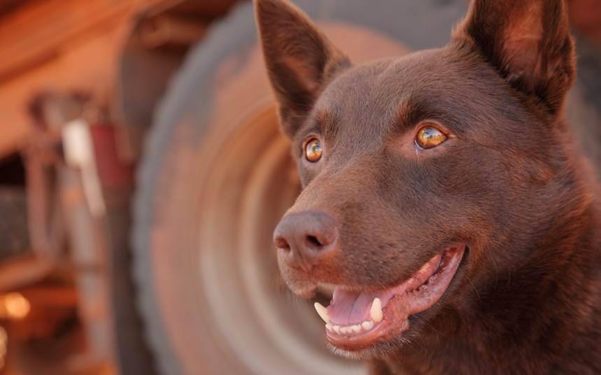G2 to release Aussie hit Red Dog in UK | News | Screen