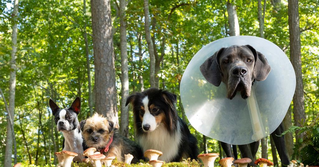 ‘Strays’: Review | Reviews | Screen