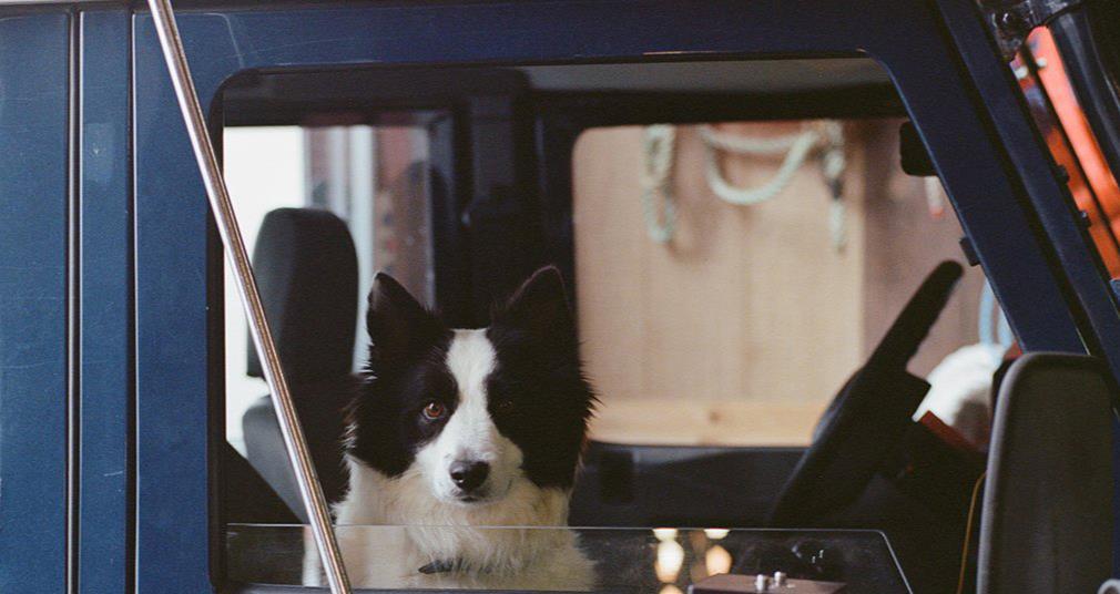 Cannes Palm Dog readies four-legged frenzy for 25th anniversary | News ...