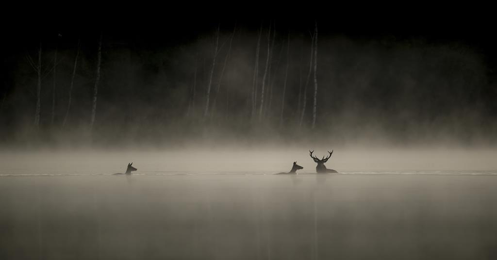Vincent Munier’s French nature doc ‘Whispers In The Woods’ makes noise ...