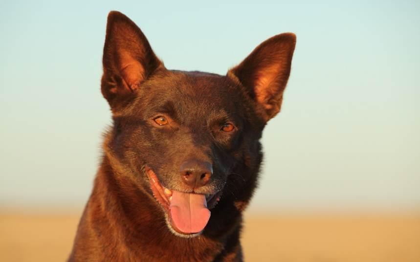 Australia’s 2011 box office gross down 3% in 2011; Red Dog cracks top ...