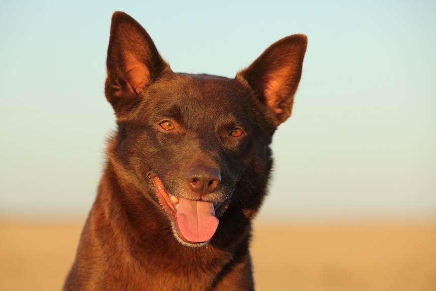 Red Dog: Anatomy of an Australian hit | News | Screen