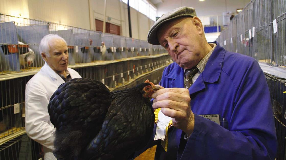 'Pecking Order': Hot Docs Review | Reviews | Screen