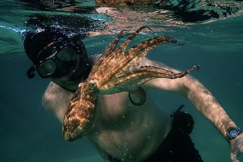 The story behind Bafta-winning documentary ‘My Octopus Teacher ...